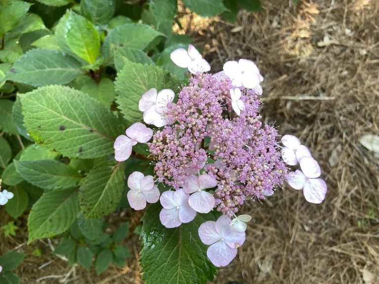 Hydrangea macrophylla Lady in Red Brookgreen